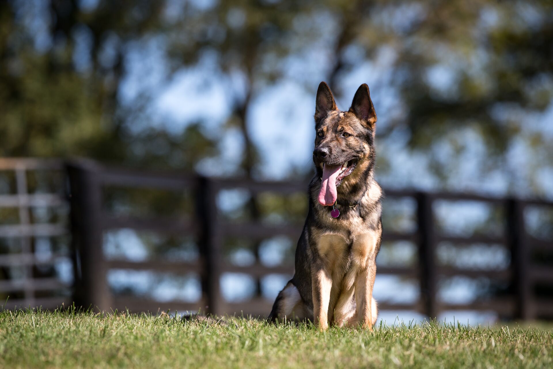 Check out Alltech's pet solutions video series